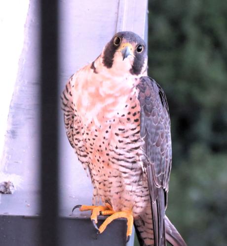The power of the peregrine falcon | Highlands Homes ...