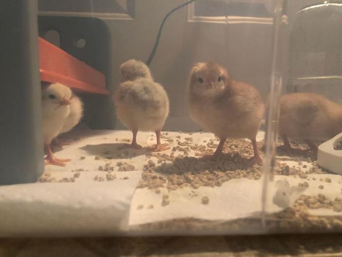 Chickens: Love at first cheep | Highlands Sun | midfloridanewspapers.com