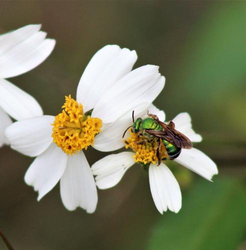 Don't sweat it when you see a green bee | Highlands News-Sun ...