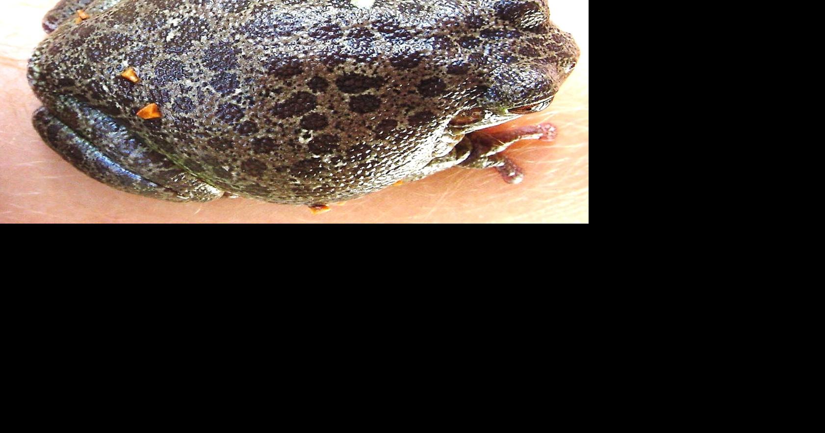 Helpful hoppers - the "good" toads and frogs out there | Highlands ...