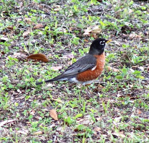 Our American robin | Highlands Homes | midfloridanewspapers.com