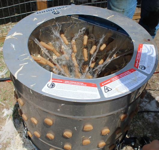 Homesteading: First generation farmers 'harvest' meat to sell ...