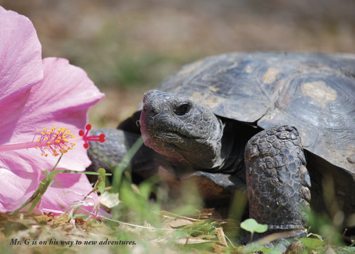 Gopher tortoises saying good-bye and hello | Triangle News Leader ...
