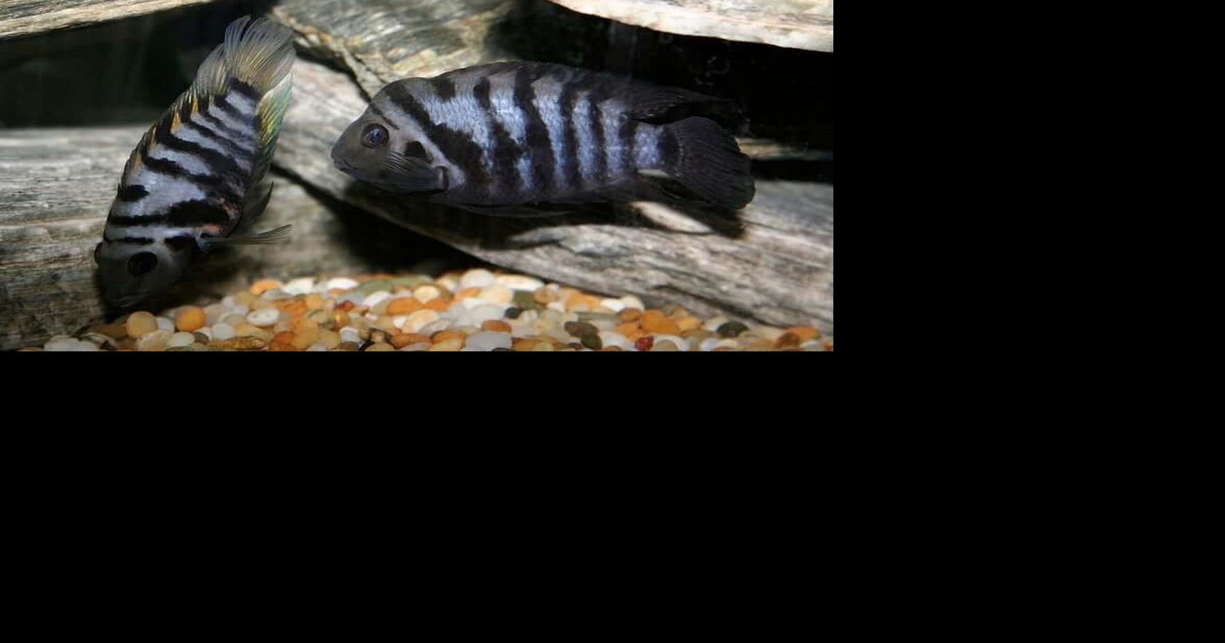 convict cichlids temperature