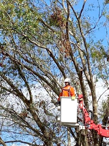 Trees thinned for Medal of Honor Park | Highlands News-Sun ...