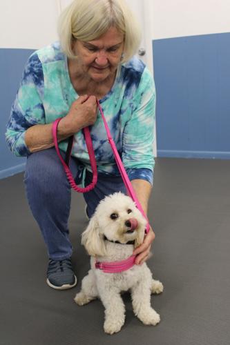 Heartland Dog Club digs its paws into new home | Highlands Sun ...