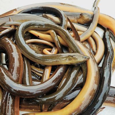 Public urged to report invasive Asian swamp eel species in Florida ...