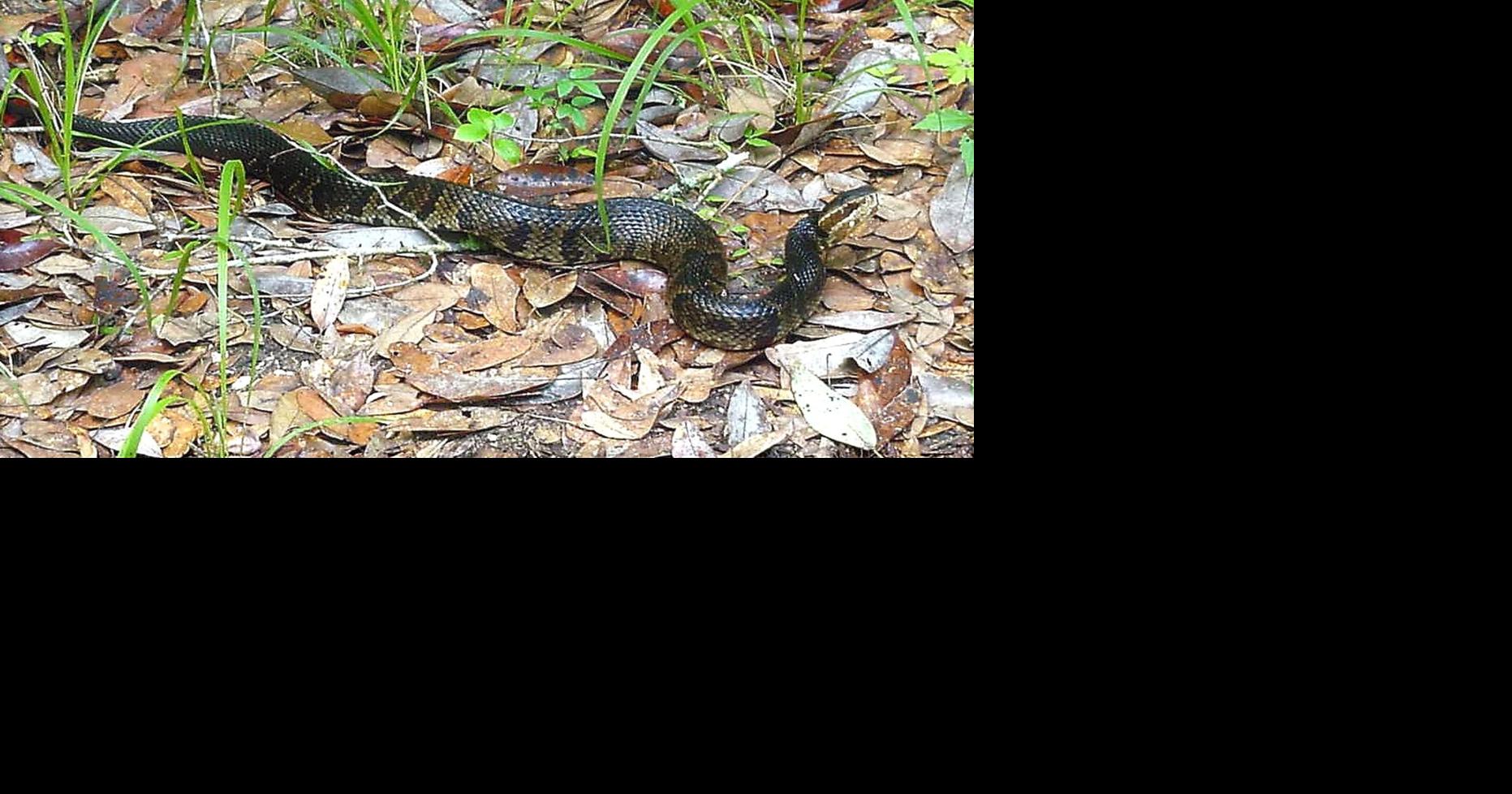 The Florida cottonmouth snake | Highlands Homes | midfloridanewspapers.com