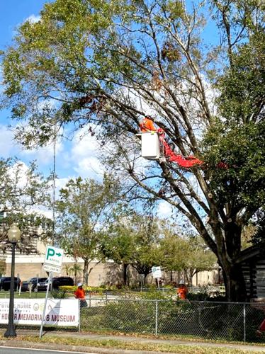 Trees thinned for Medal of Honor Park | Highlands News-Sun ...