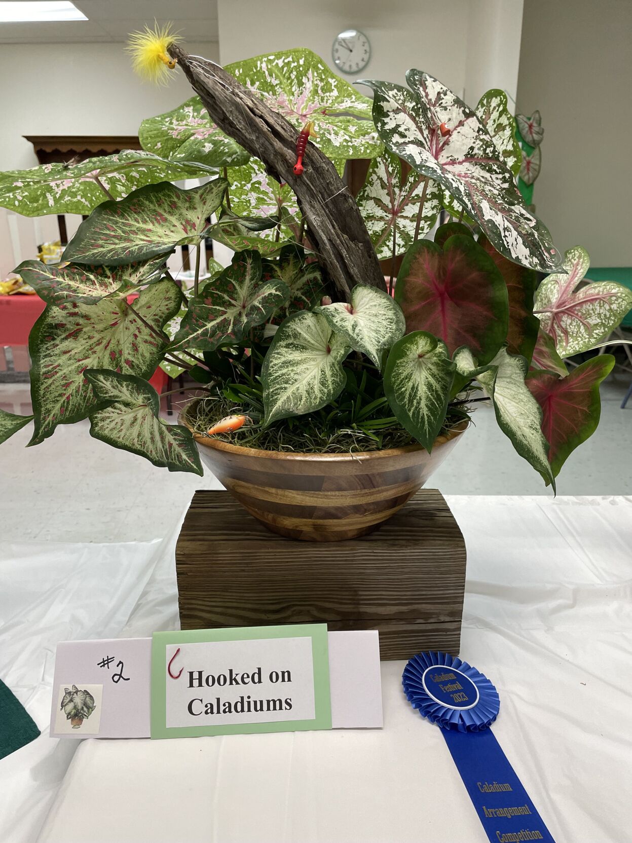 A blooming good time at the Caladium Festival | Highlands News-Sun ...