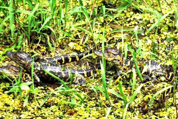 Nesting season is heating up for American alligators | Highlands Homes ...