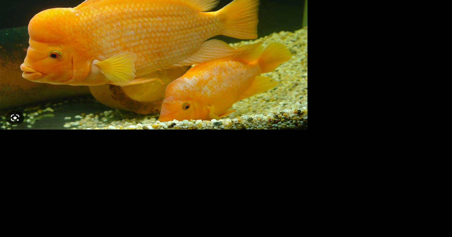 red devil tropical fish