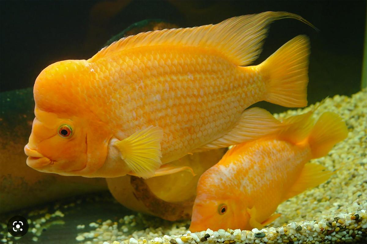 do red devil cichlids have teeth