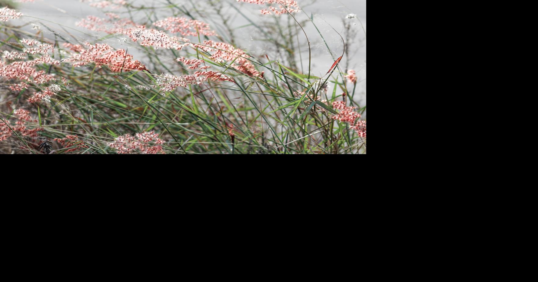 A pretty, but pushy plant | Community | midfloridanewspapers.com