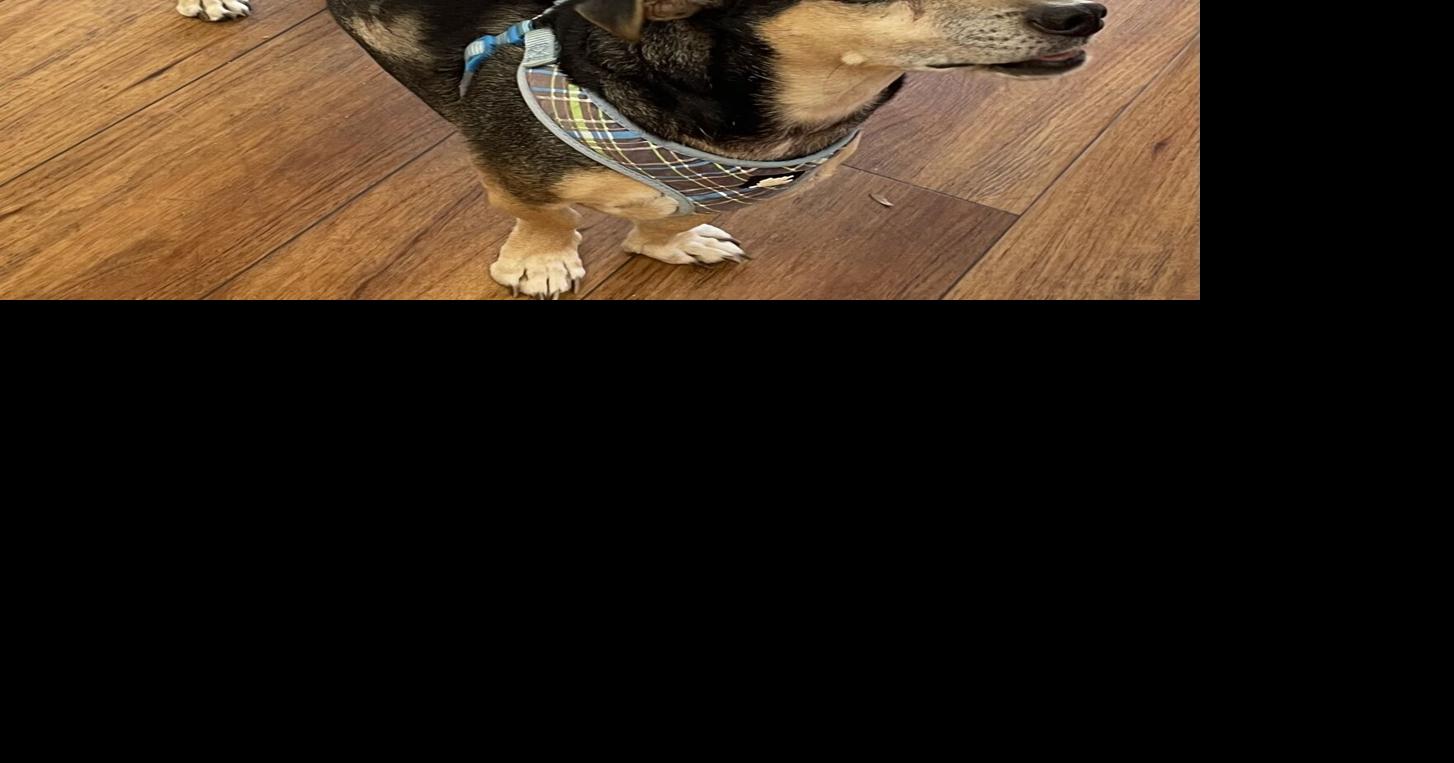 A Forever Home Animal Rescue | Community | midfloridanewspapers.com
