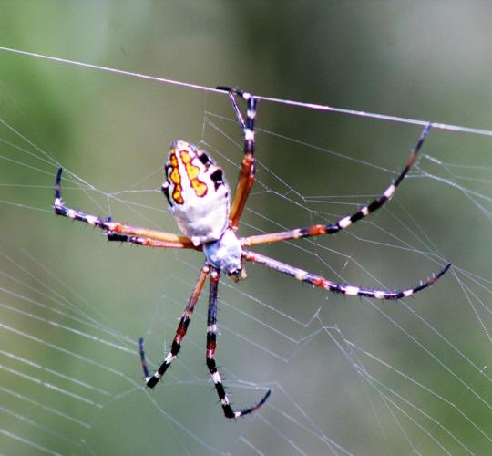 The sparkle of silver spiders | Highlands News-Sun ...