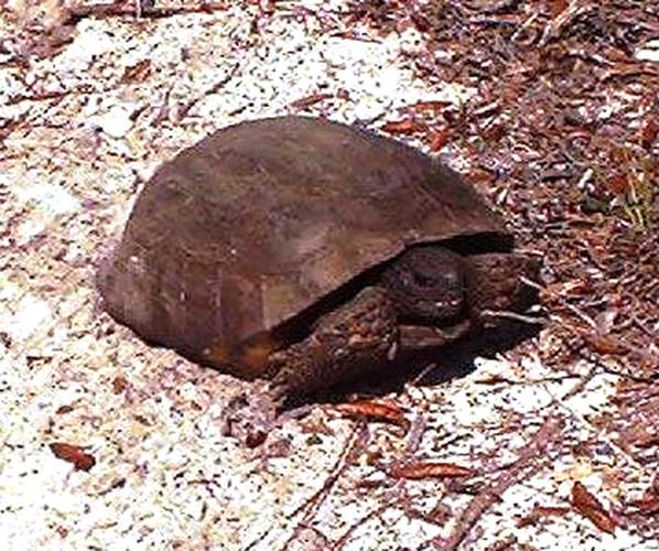 Our Keystone species - the gopher tortoise | Highlands Homes ...