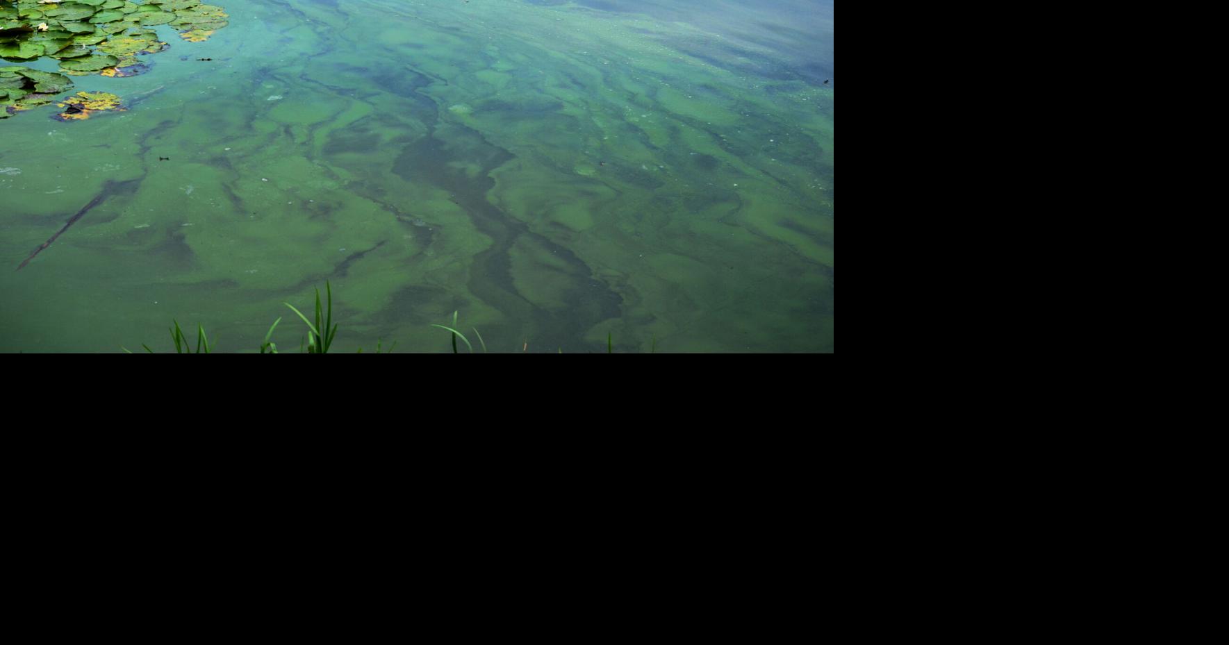 Blue-green algae bloom returns to Lake Glenada | Highlands News-Sun ...