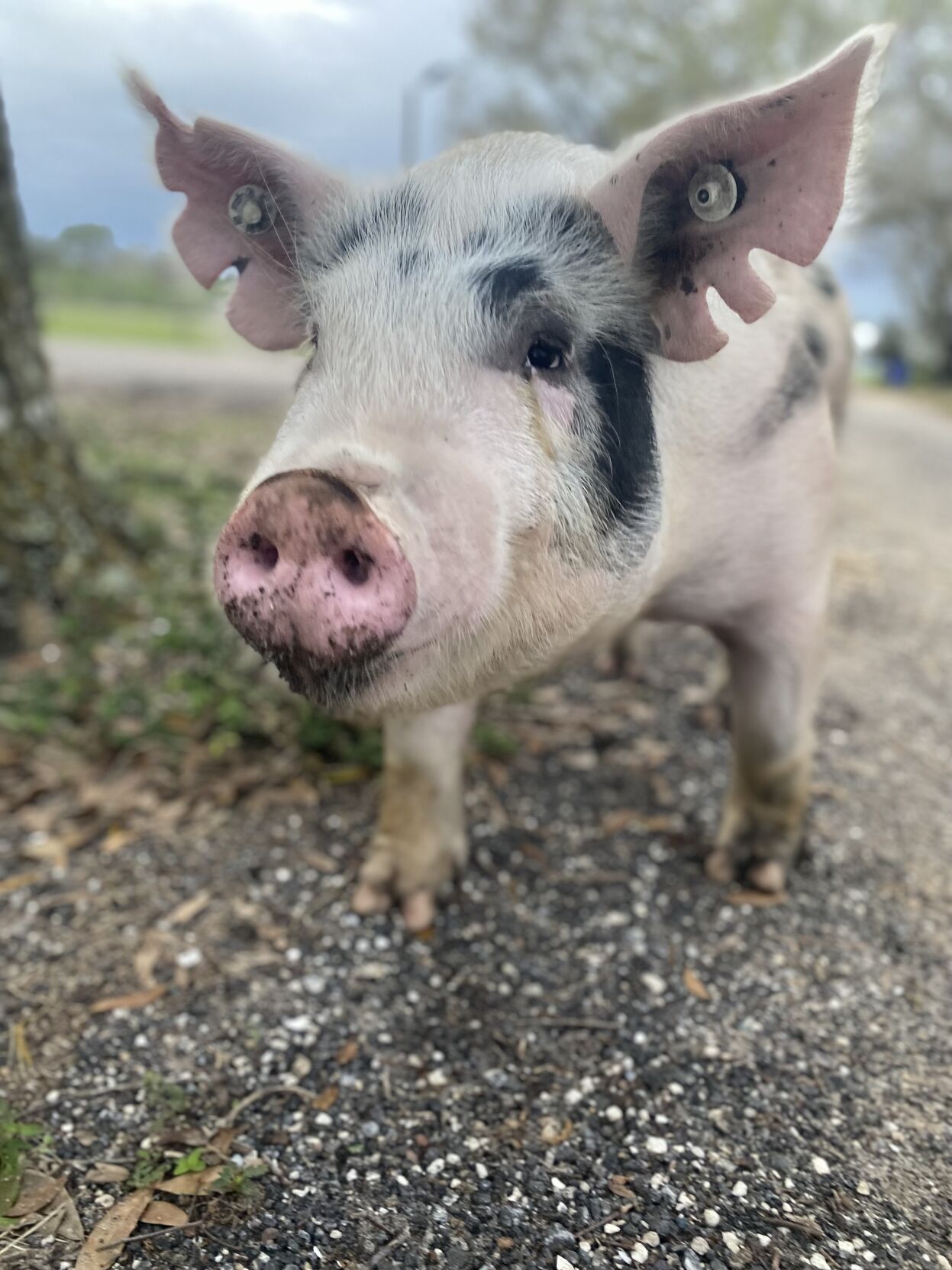 Mr. Pickles, the pig teaches responsibility | Highlands News-Sun ...