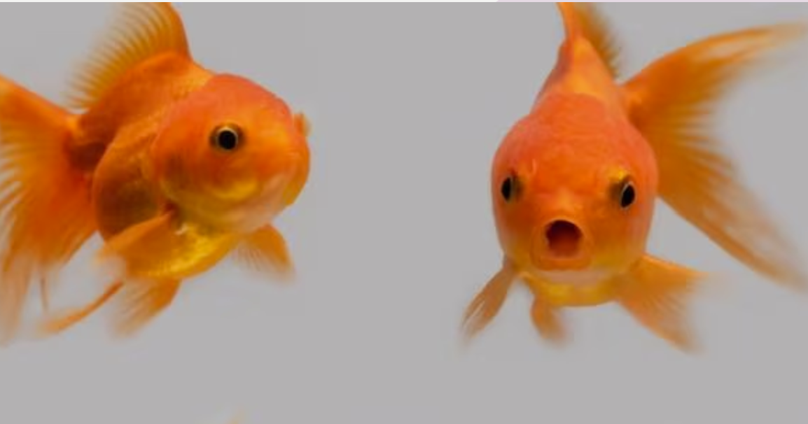 Popular goldfish is also most abused fish | Local ...