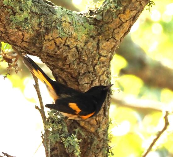 Here now but gone in a flash, the American Redstart | Highlands Homes | midfloridanewspapers.com