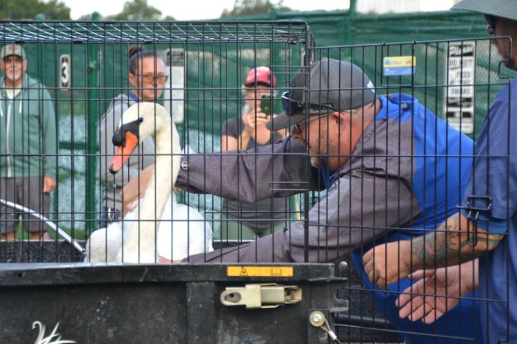 Wings in a flurry at Swan Round-Up | Photo Gallery ...