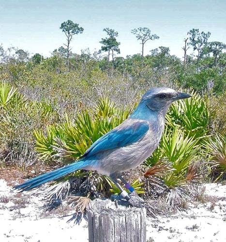 Banded birds carry a story | Highlands Homes | midfloridanewspapers.com