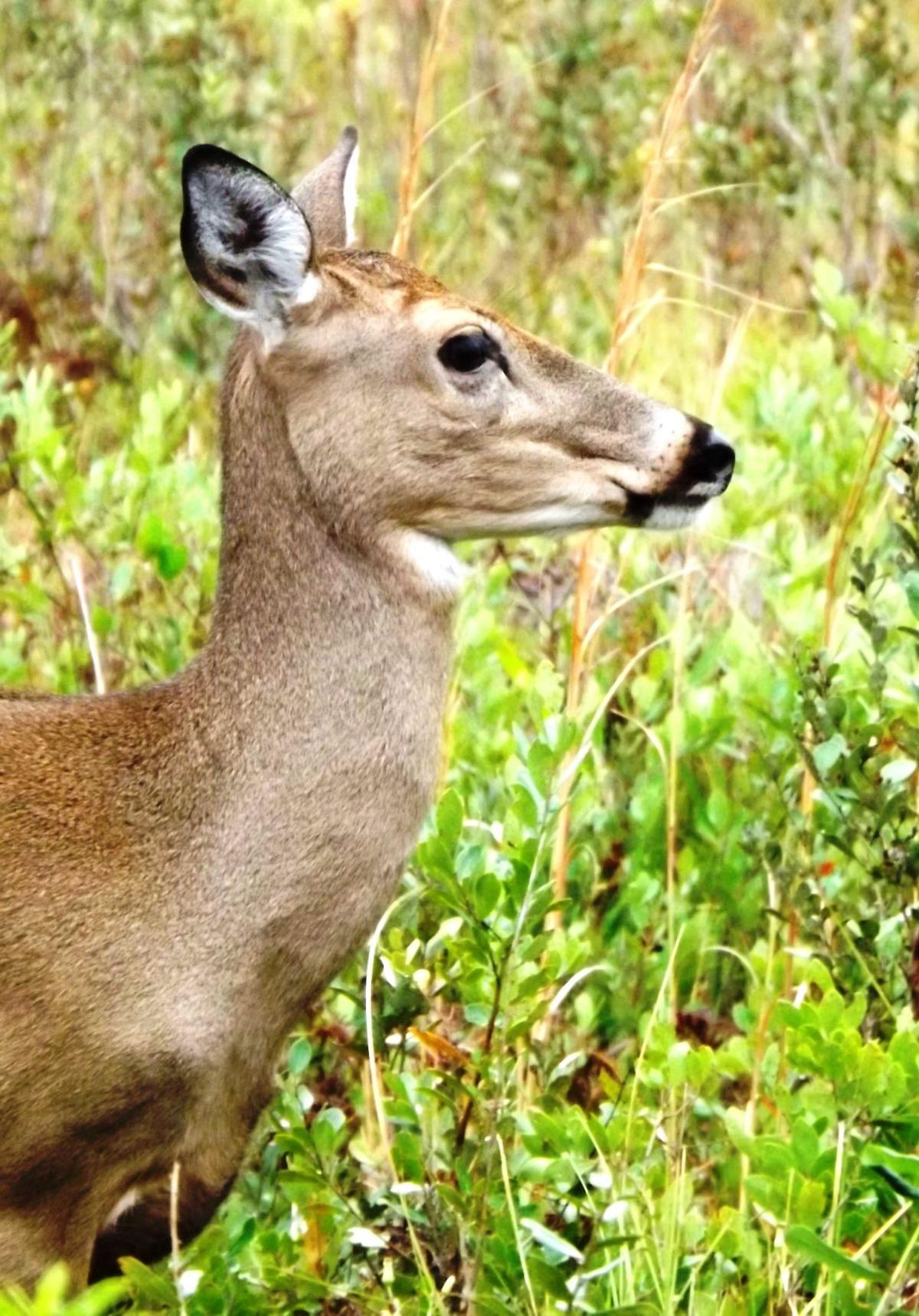 White-tailed deer of Florida and the Highlands | Opinions ...