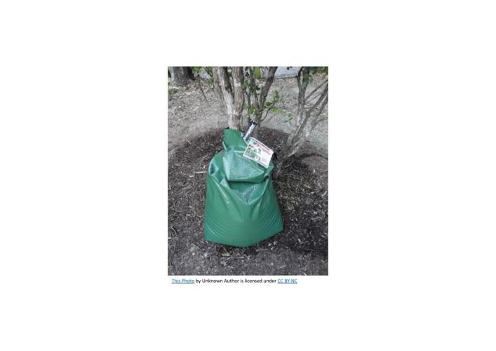 Watering newly planted trees | Community | midfloridanewspapers.com