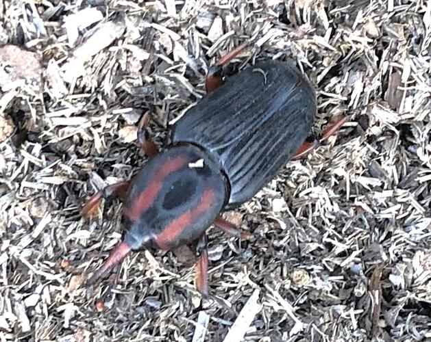 Will you look at that weevil! | Highlands News-Sun ...