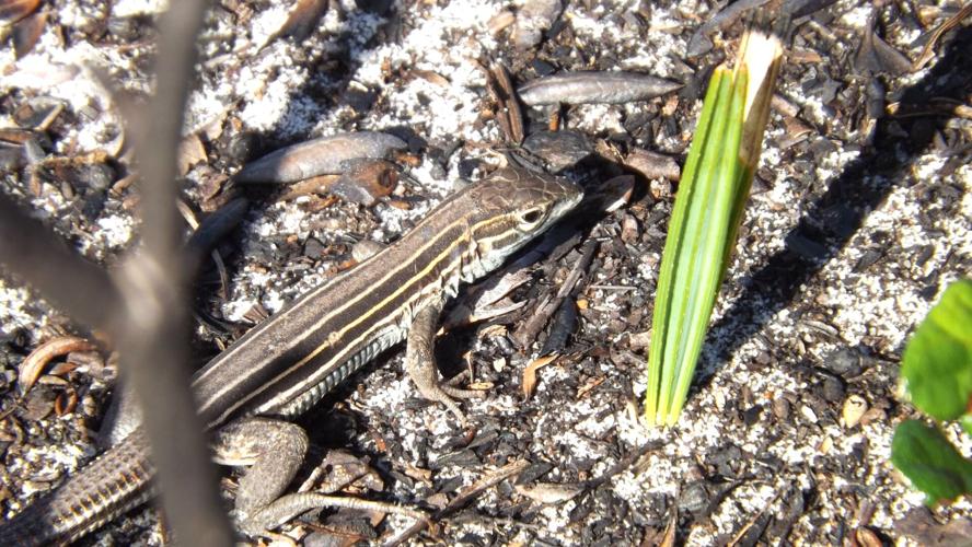 The speedy six-lined racerunner | Highlands News-Sun ...