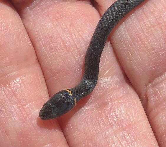 Southern ringneck snake | Highlands News-Sun | midfloridanewspapers.com