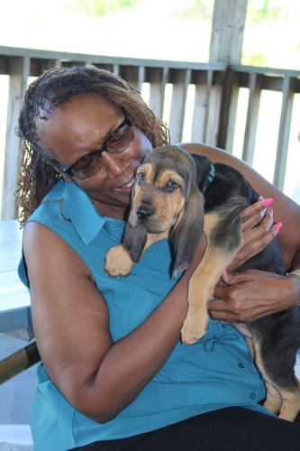 Puppy hired, training in tracking for HCSO | Highlands Sun ...