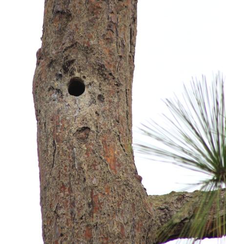 A little rot makes a good cavity for the red cockaded woodpecker ...