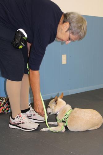 Heartland Dog Club digs its paws into new home | Highlands Sun ...