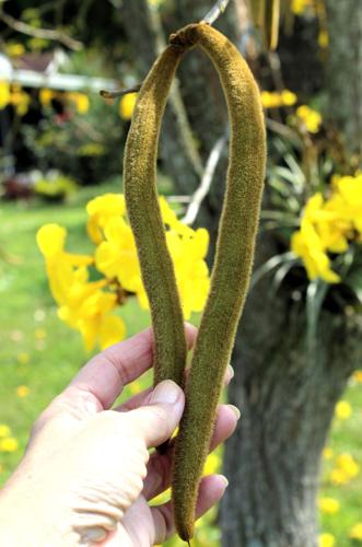 Blowing the trumpet for beautiful trees | Highlands Homes ...