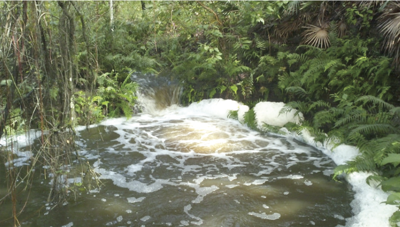 Open house hike at Wolf Branch Sink Preserve in Mount Dora | Triangle ...