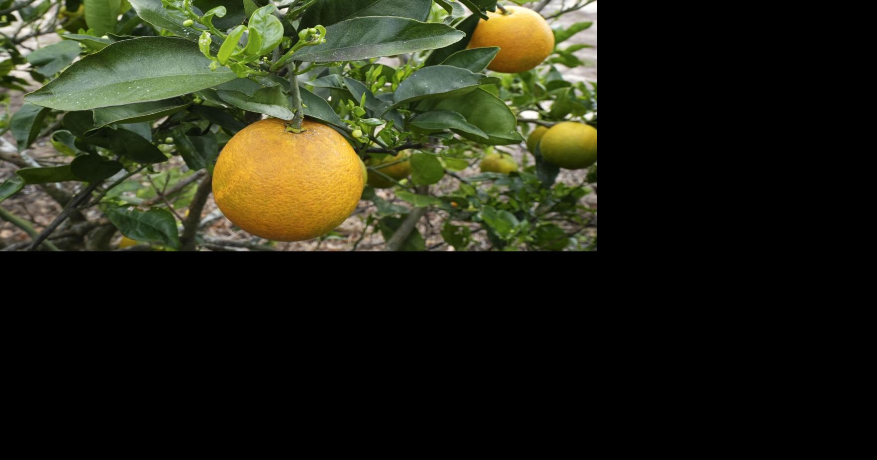 Florida's famous orange groves may soon disappear | News ...