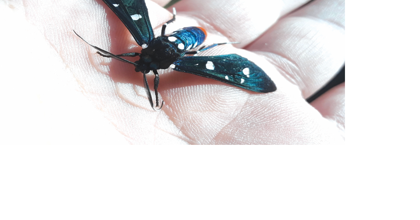 Photo of the Week: Polka dotted bug | Triangle News Leader ...