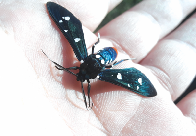 Photo of the Week: Polka dotted bug | Triangle News Leader ...