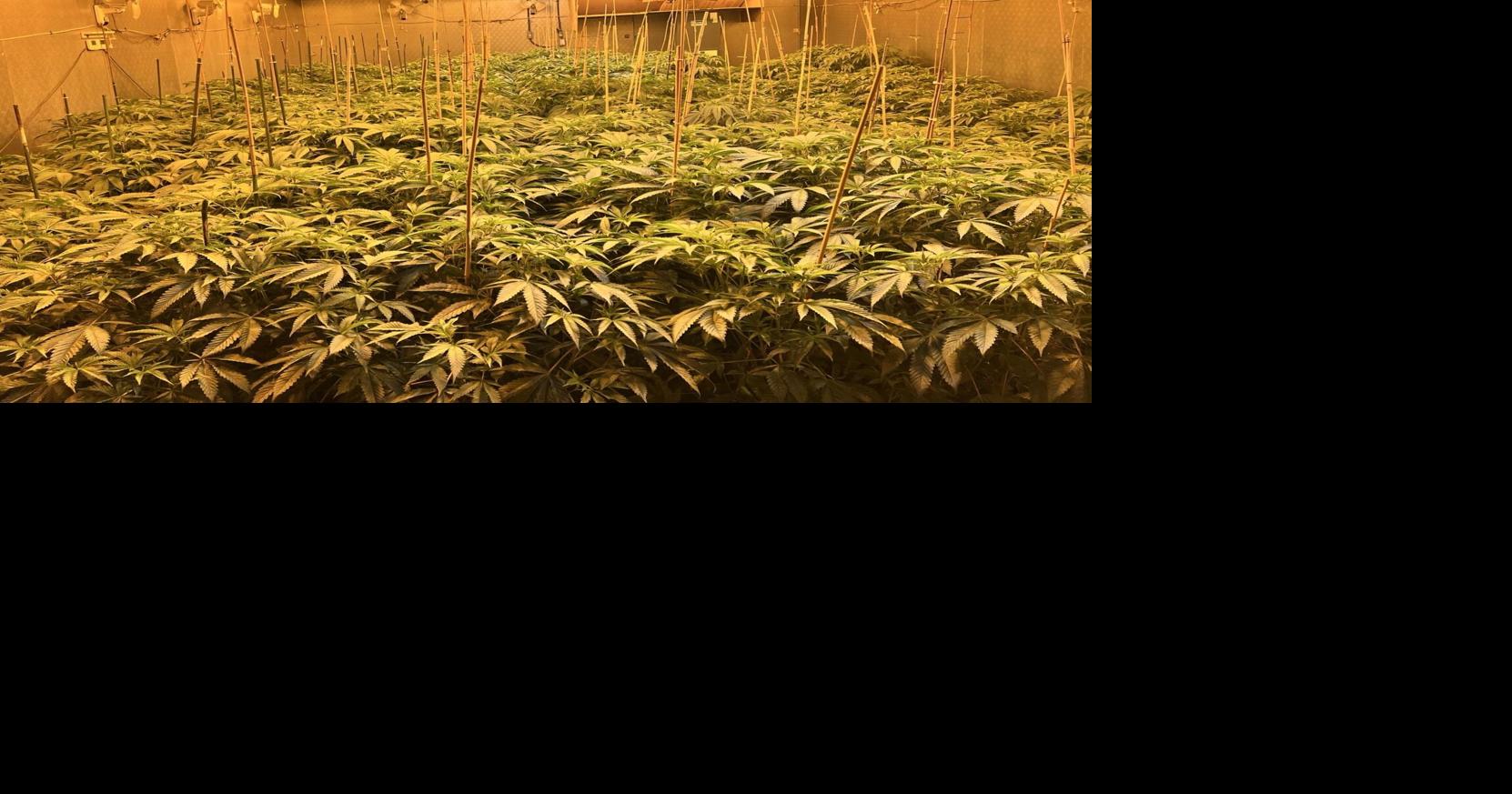 Significant drug investigation leads to seizure of 194 marijuana plants ...