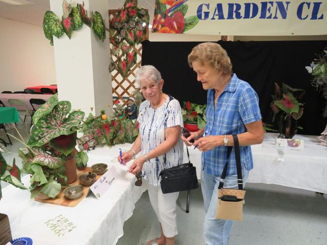 Caladium Floral Contest produces 10 entries | Highlands Sun ...