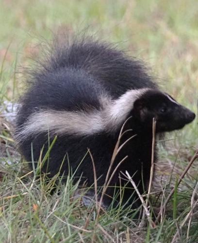 A cute little stinker - the striped skunk | News | midfloridanewspapers.com