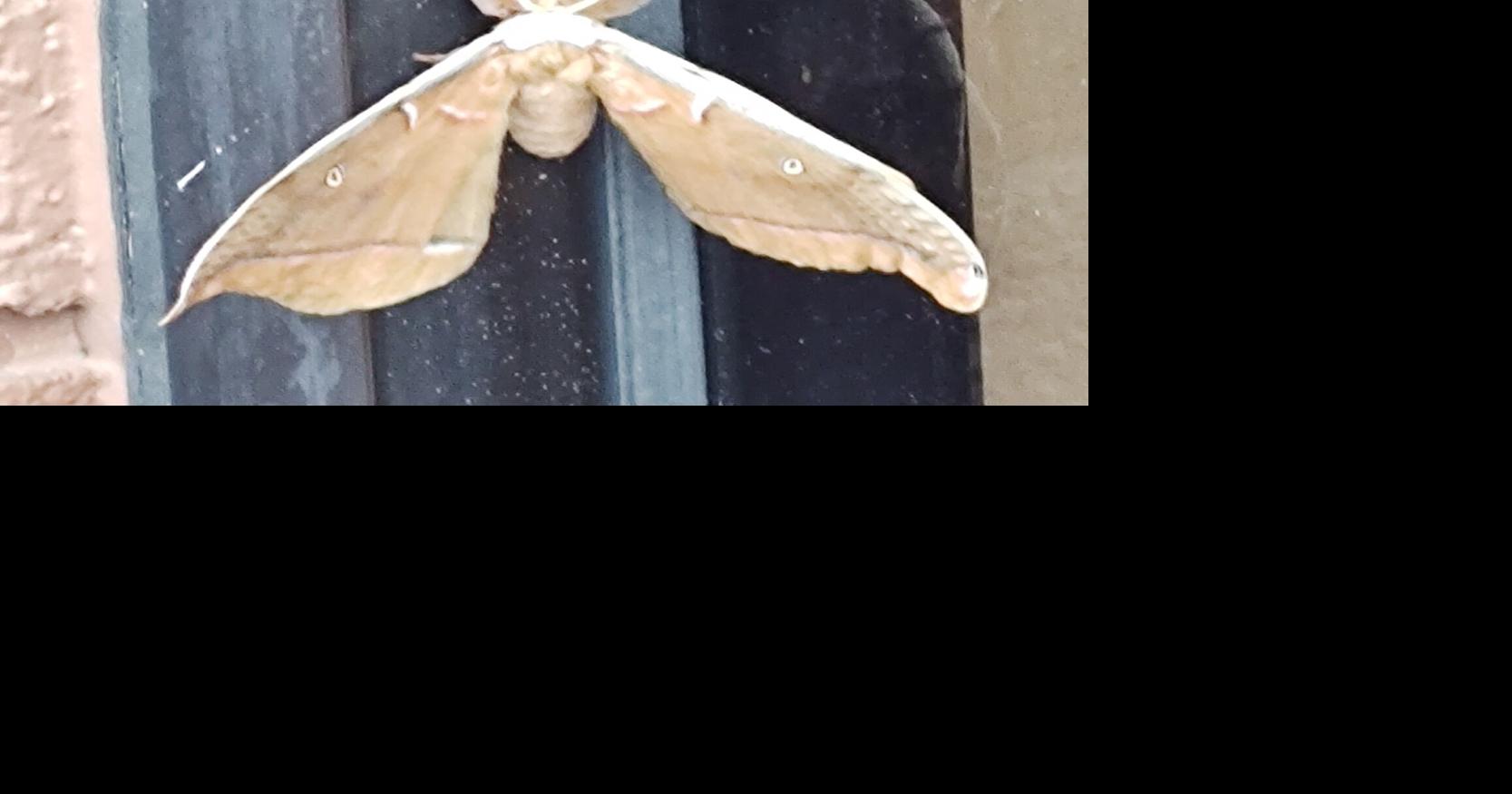Photo of the Week: A mighty moth | Community | midfloridanewspapers.com