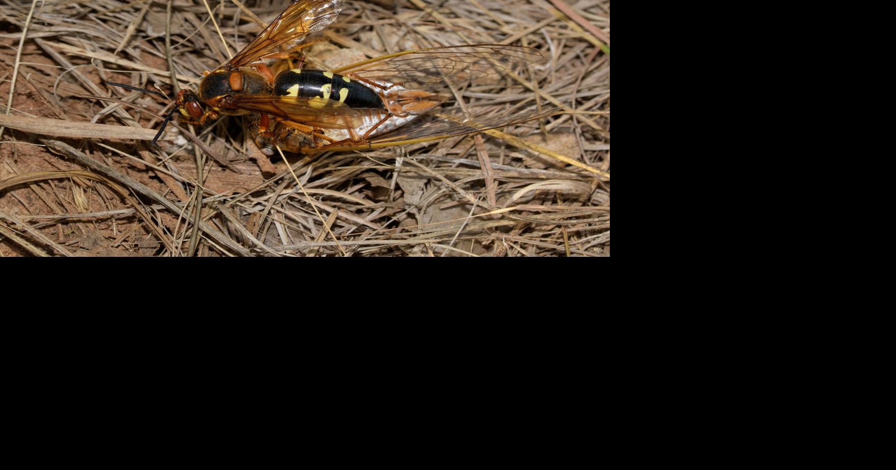 giant eastern cicada killer