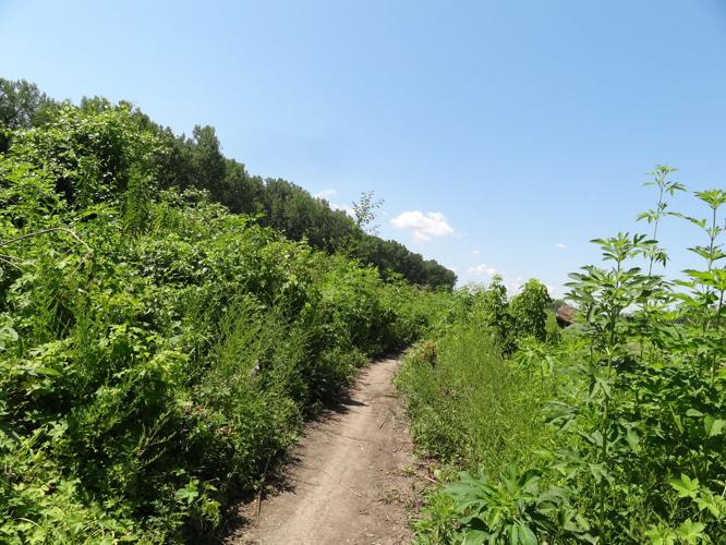 Mayor’s Task Force continues work to protect and improve Bangert Island ...