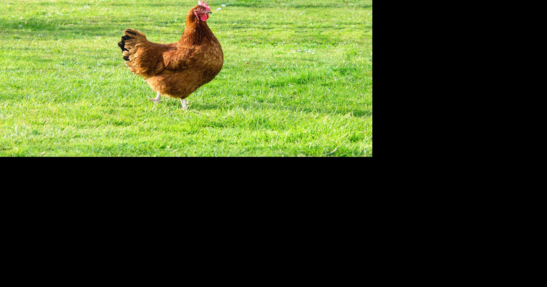 Locals seek to loosen backyard chicken restrictions in St. Peters | St ...