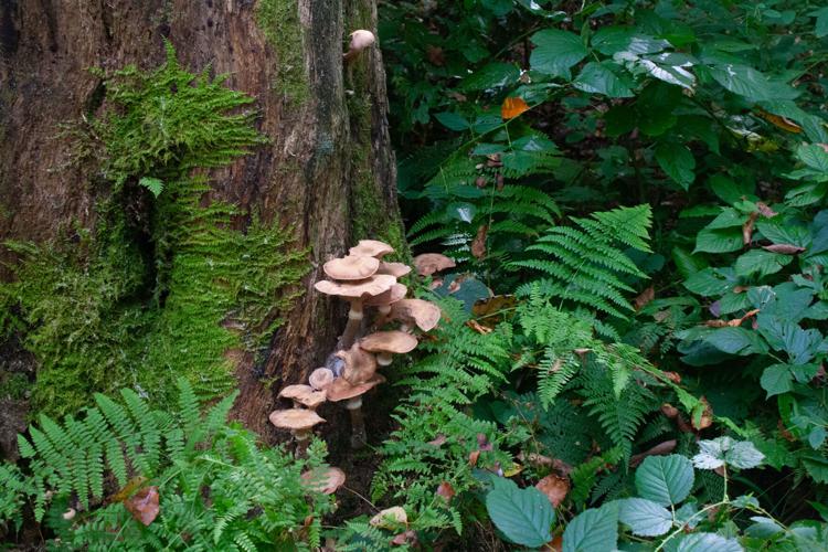 Viewing platform to be installed in Milton Town Forest | Local News ...