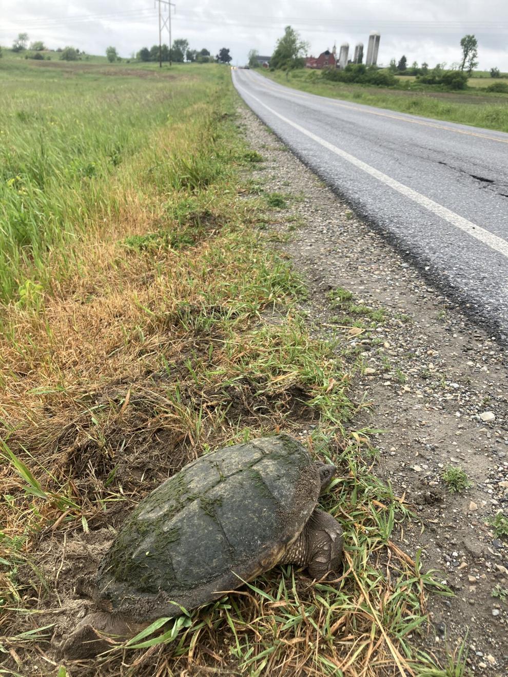 Turtles on the roadway need your help, according to Vermont Fish and ...