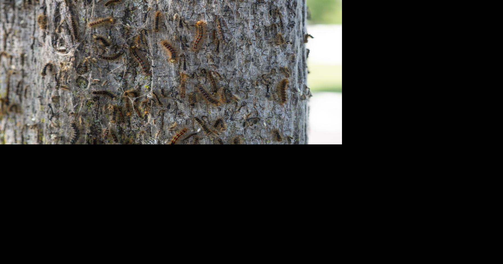 ‘A force of nature:’ The history of the spongy moth invasion and how ...